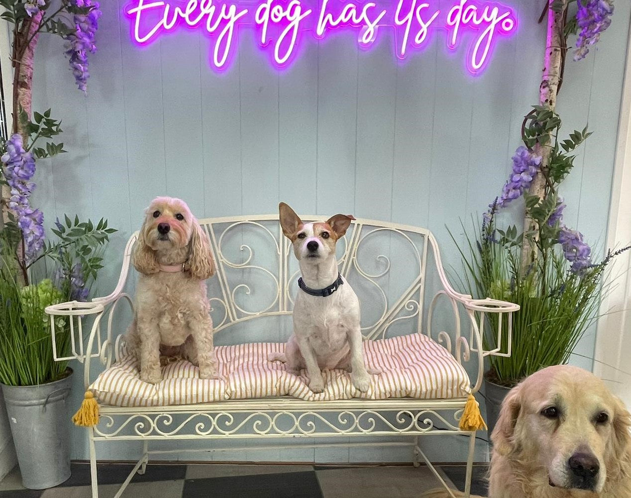 The Dog's Spot